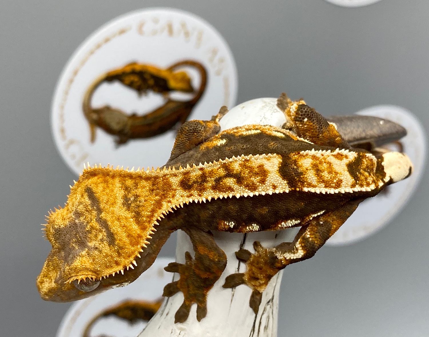 Possible Het Axanthic Crested Gecko by Canvas Geckos - MorphMarket