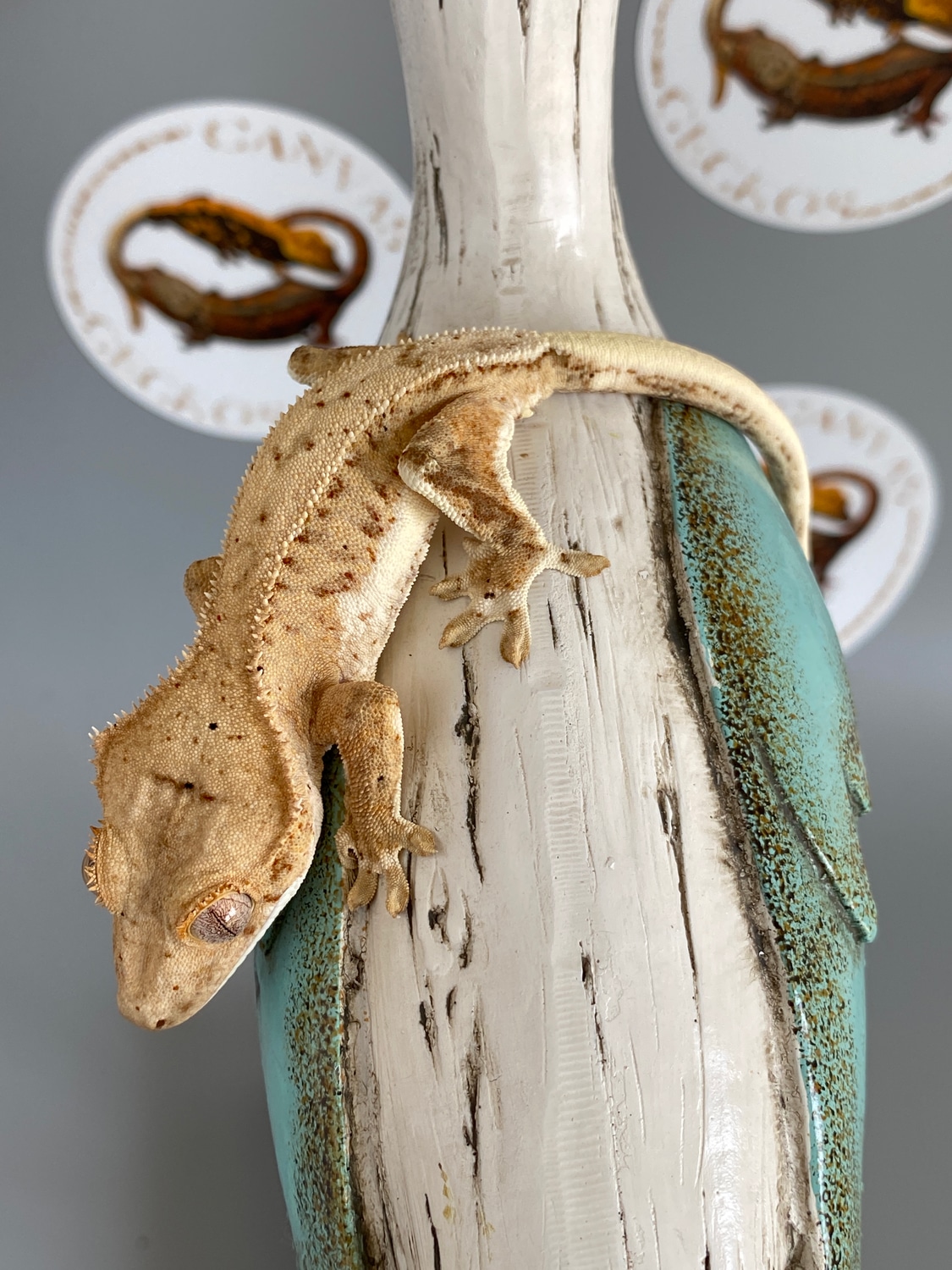 Cream Phantom Lillywhite Crested Gecko by Canvas Geckos - MorphMarket