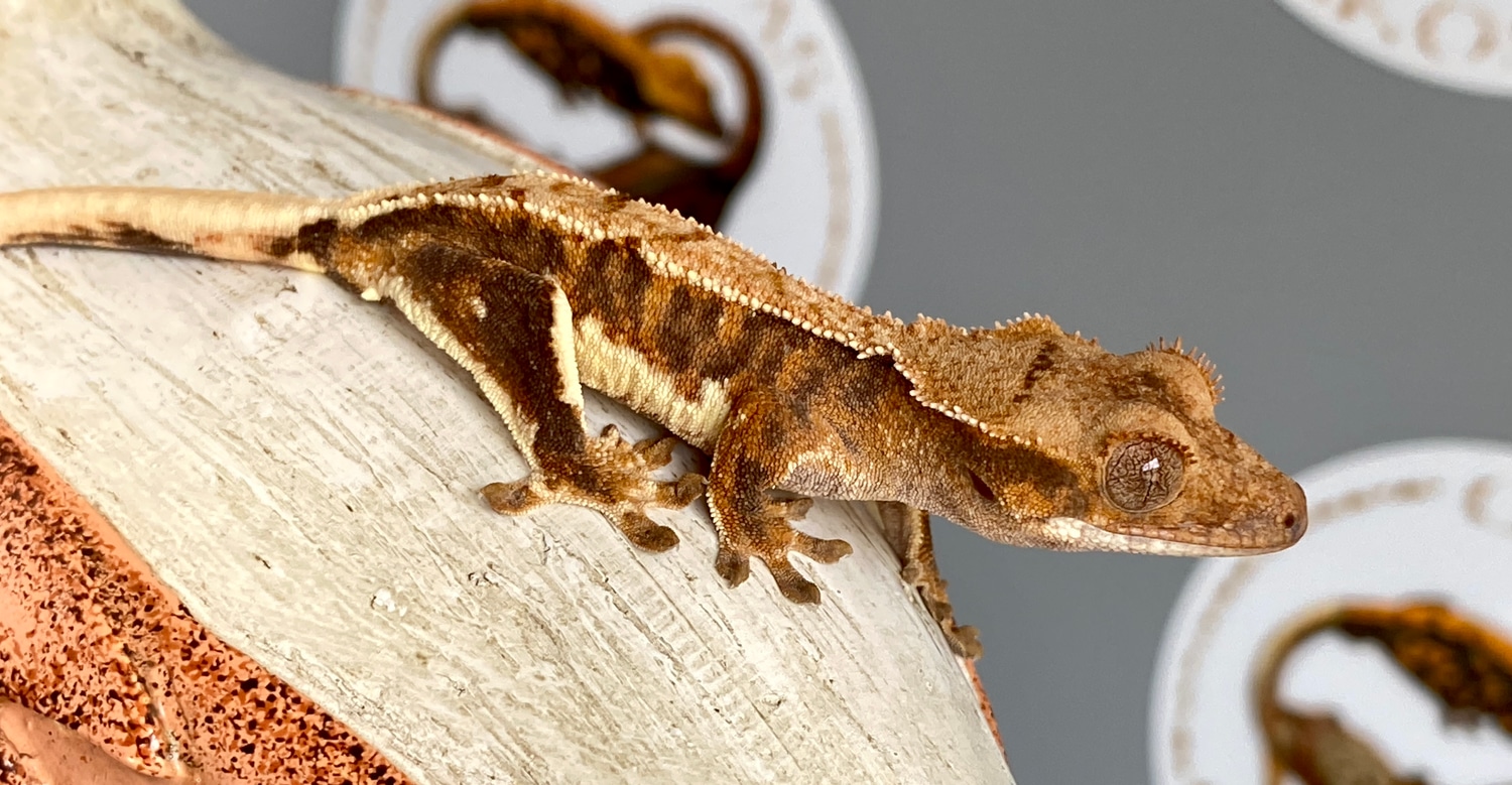 Tricolor Tiger Lillywhite Crested Gecko by Canvas Geckos - MorphMarket
