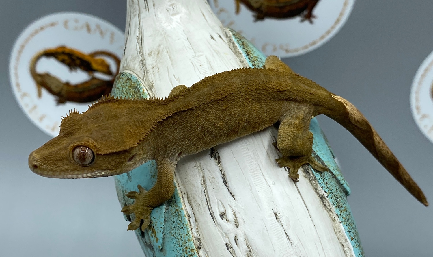 **SALE** Patternless Olive/Dark Crested Gecko by Canvas Geckos ...