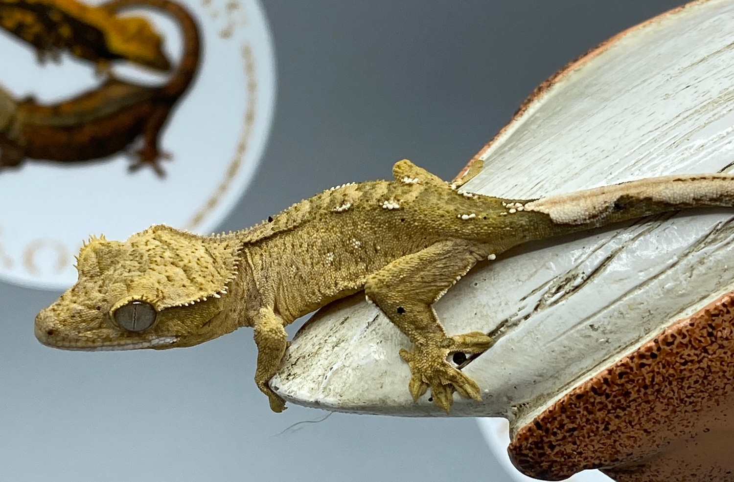 Yellow Phantom Harlequin Crested Gecko by Canvas Geckos - MorphMarket