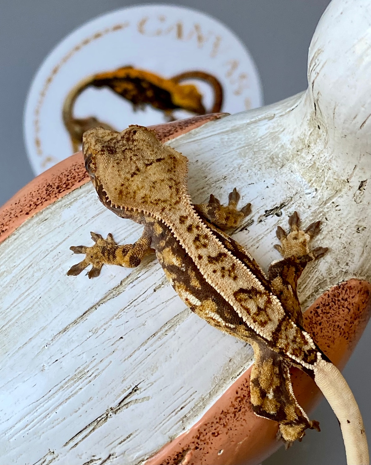 Extreme Harlequin Crested Gecko by Canvas Geckos - MorphMarket