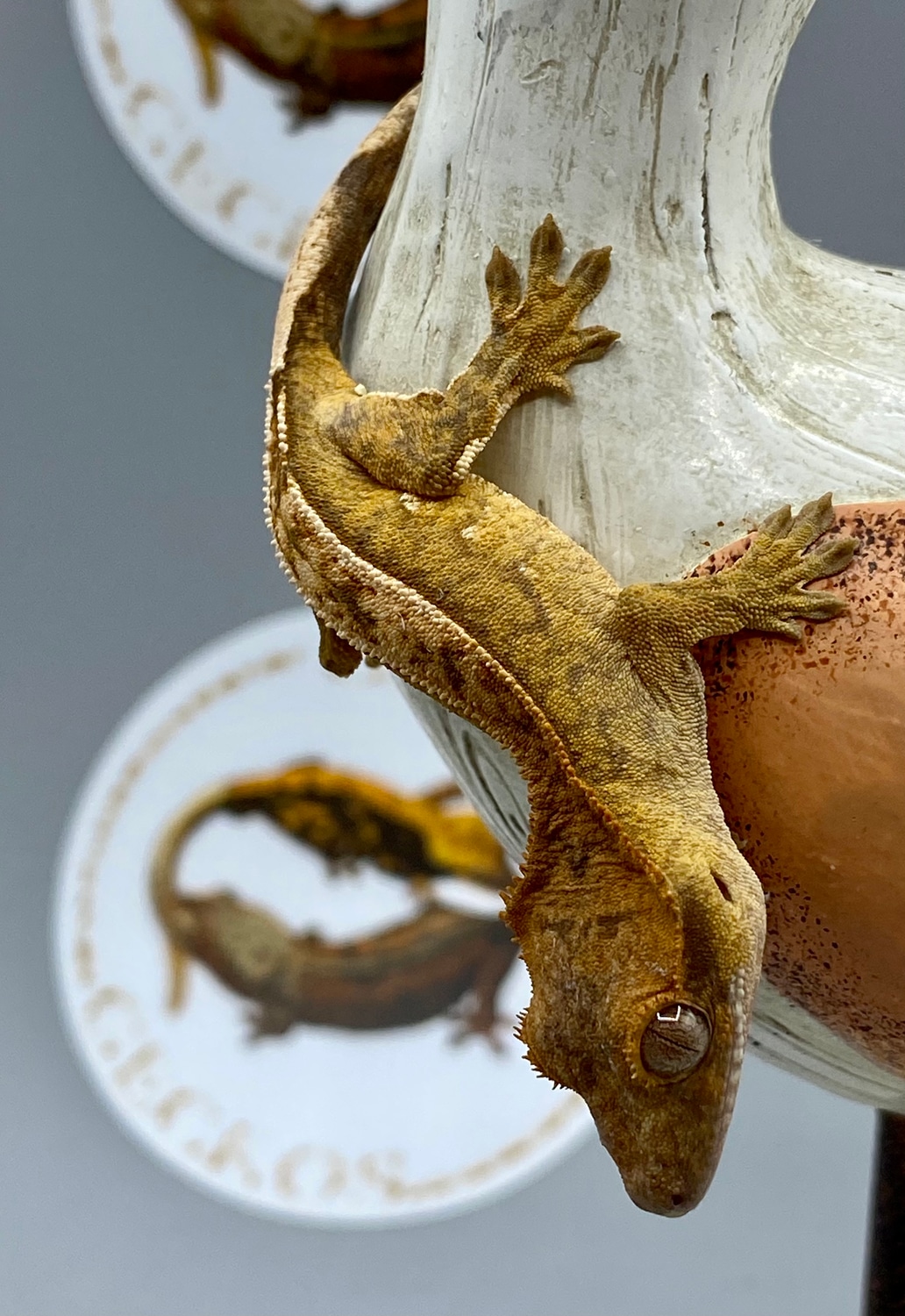 100% Het Axanthic Crested Gecko by Canvas Geckos - MorphMarket