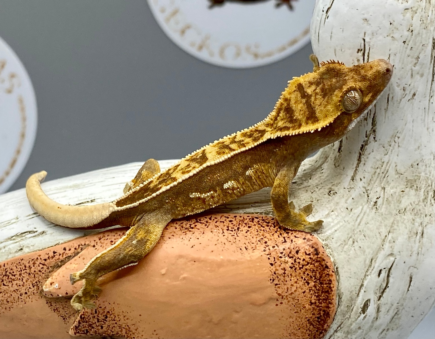 Red Pinstripe Crested Gecko by Canvas Geckos - MorphMarket