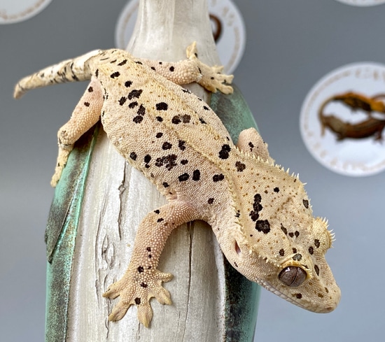 Pale Yellow Dalmatian Crested Gecko by Canvas Geckos