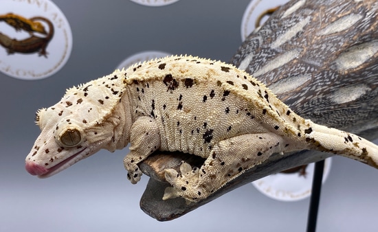 Yellow Dalmatian *High Five* Crested Gecko by Canvas Geckos