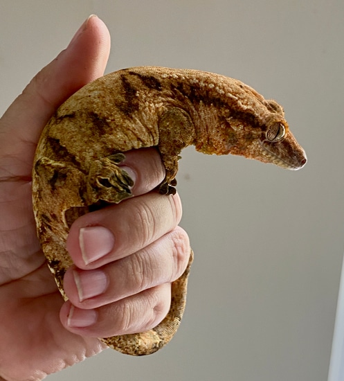 Hybrid Chahoua/Crested Gecko by Canvas Geckos, LLC