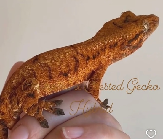 Hybrid Crested Gecko by Canvas Geckos