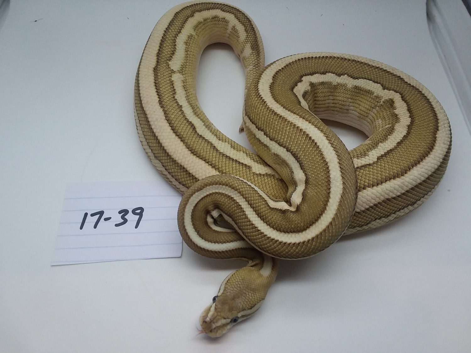 Pewter Nuclear Leopard Ball Python by Canyon Country Reptiles - MorphMarket