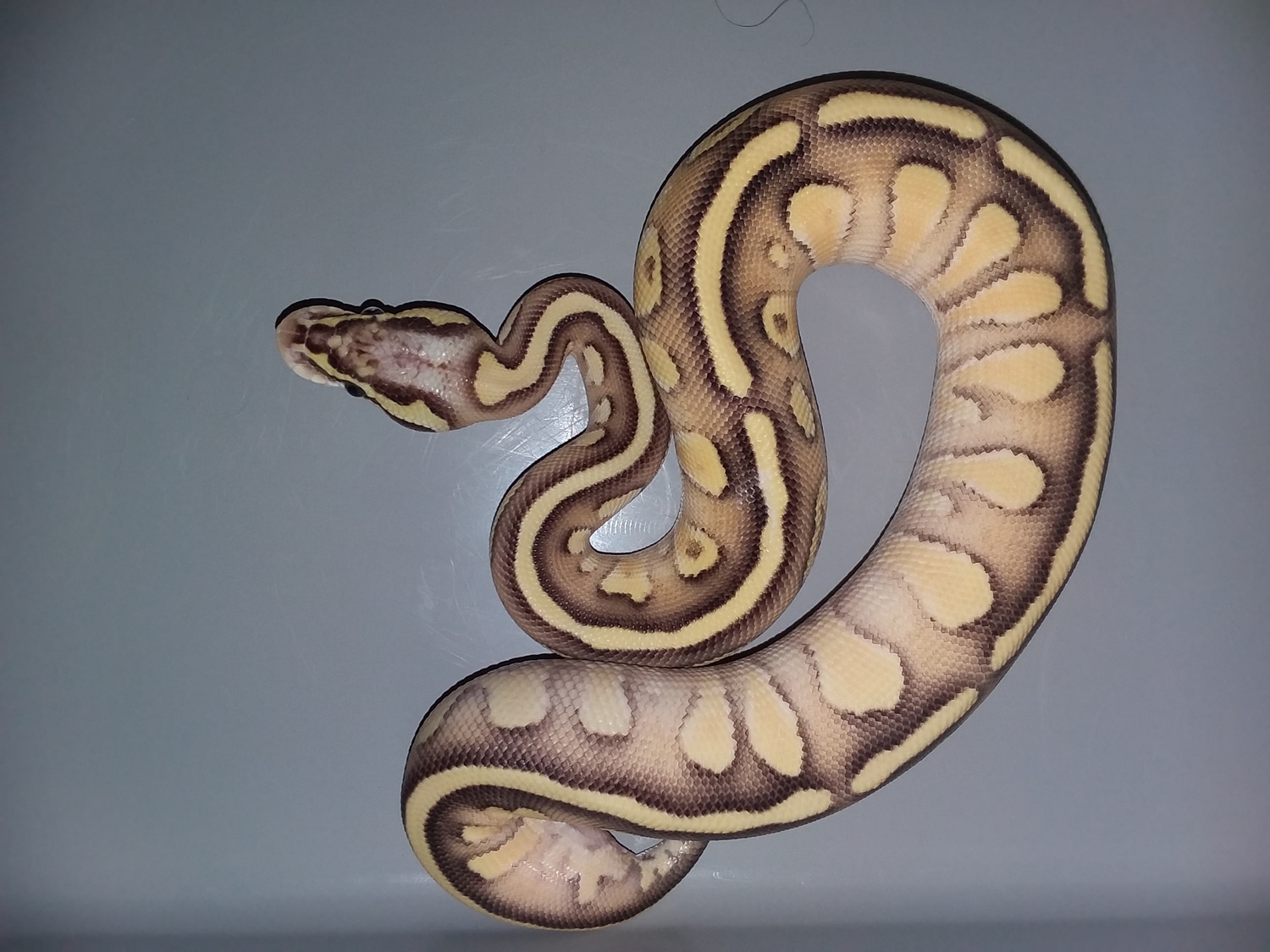 Butterfly Orange Dream Ball Python by Canyon Country Reptiles - MorphMarket