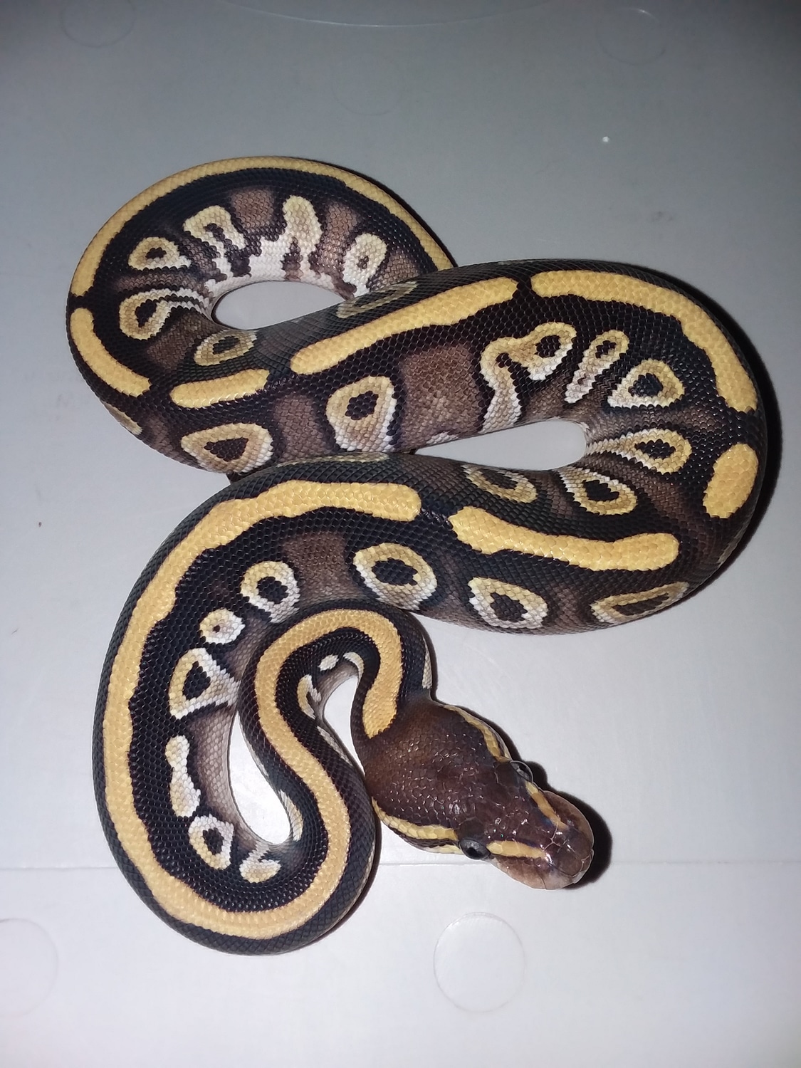 Mojave Het Pied Ball Python by Canyon Country Reptiles - MorphMarket