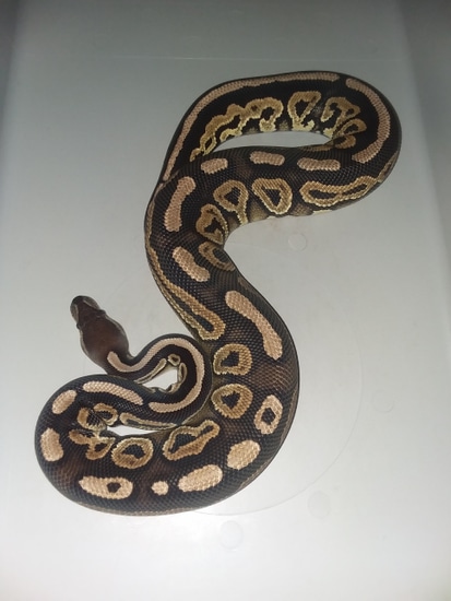 Cinnamon Yellowbelly Ball Python by Canyon Country Reptiles
