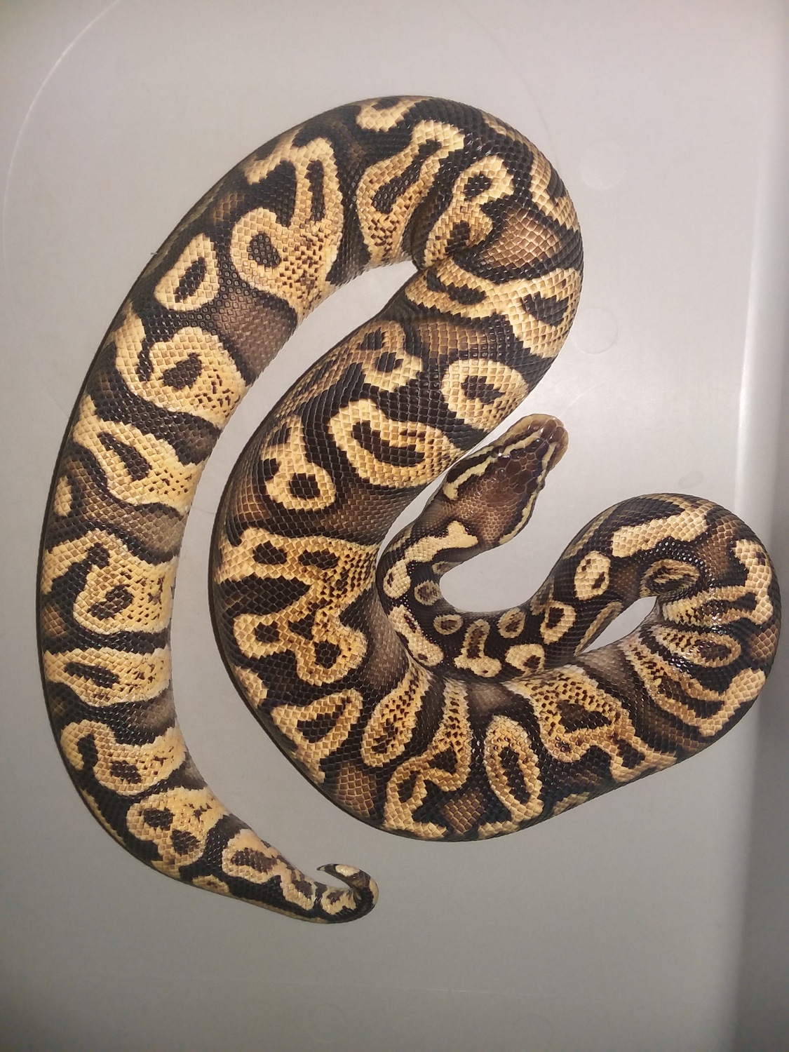 Ghi Firefly Ball Python by Canyon Country Reptiles - MorphMarket