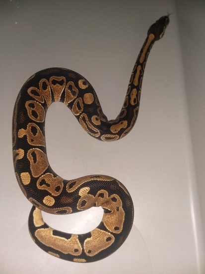 Dinker Ball Python by Canyon Country Reptiles