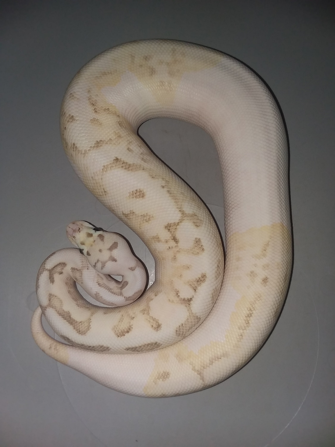 Disco Inferno Queen Bee Posable Yellowbelly Ball Python by Canyon Country Reptiles - MorphMarket