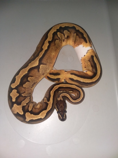 Pied Ball Python by Canyon Country Reptiles
