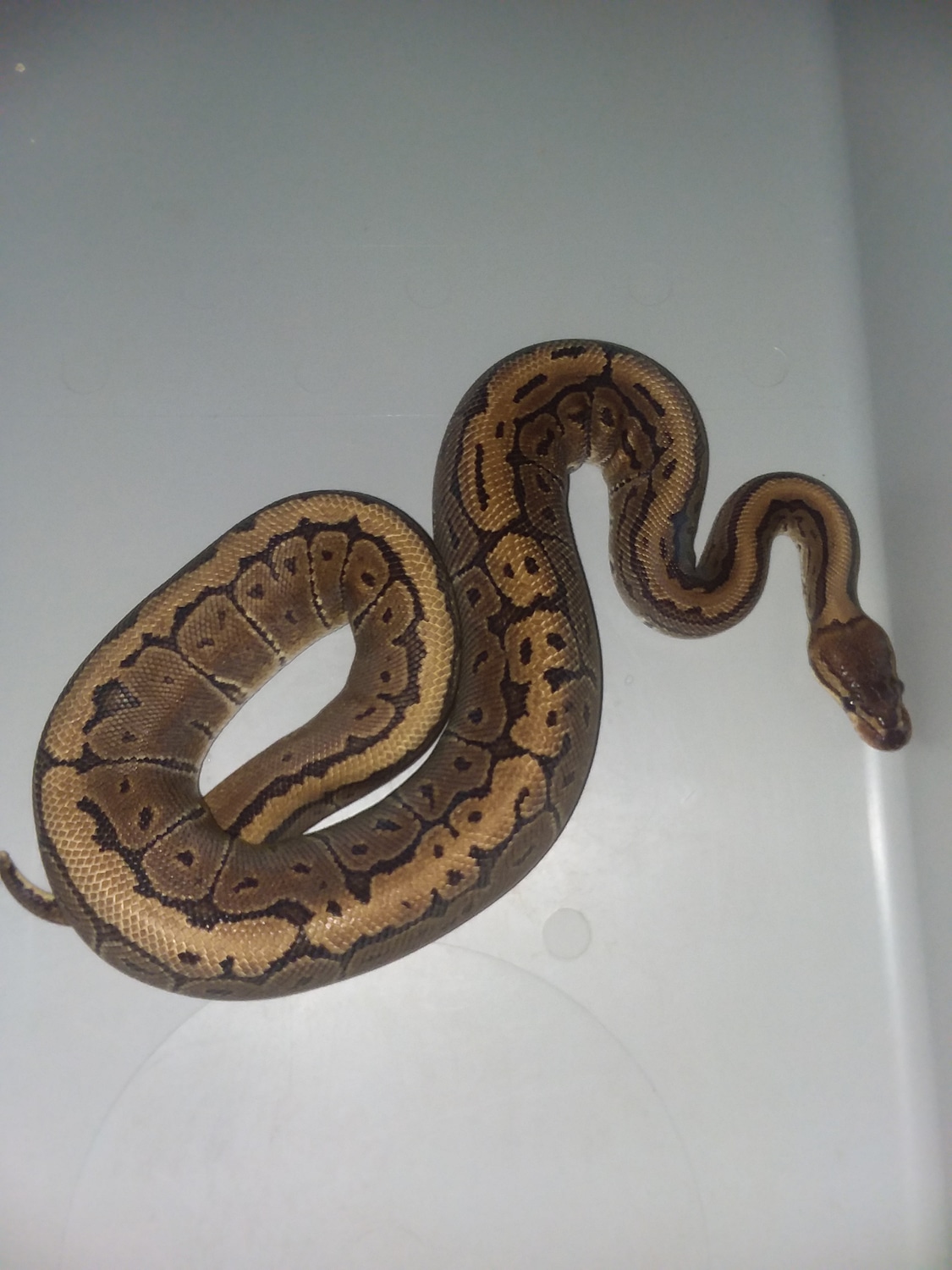 Pinstripe Dinker 50% Het Clown 50% Het Genetic Stripe Ball Python by ...