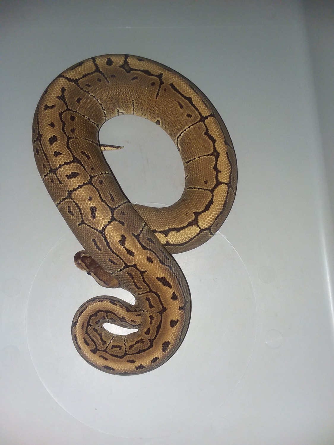 Pinstripe Dinker 50% Het Clown 50% Het Genetic Stripe Ball Python by ...