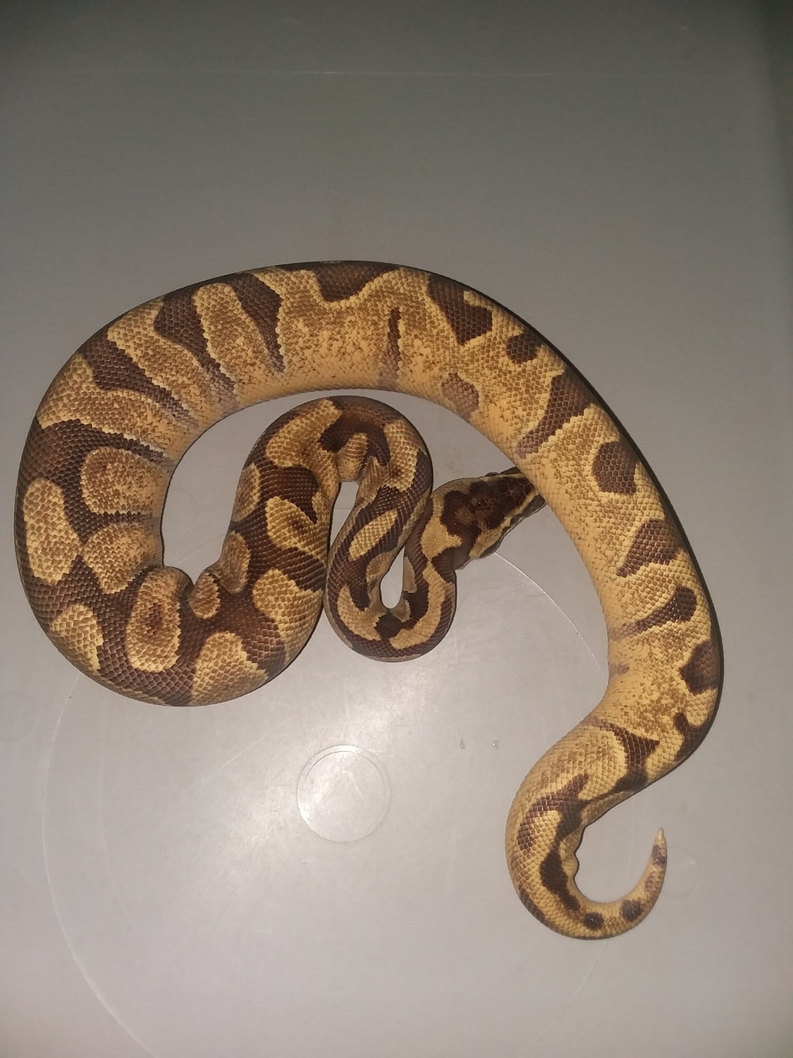 Super Enchi Fire Ball Python by Canyon Country Reptiles - MorphMarket