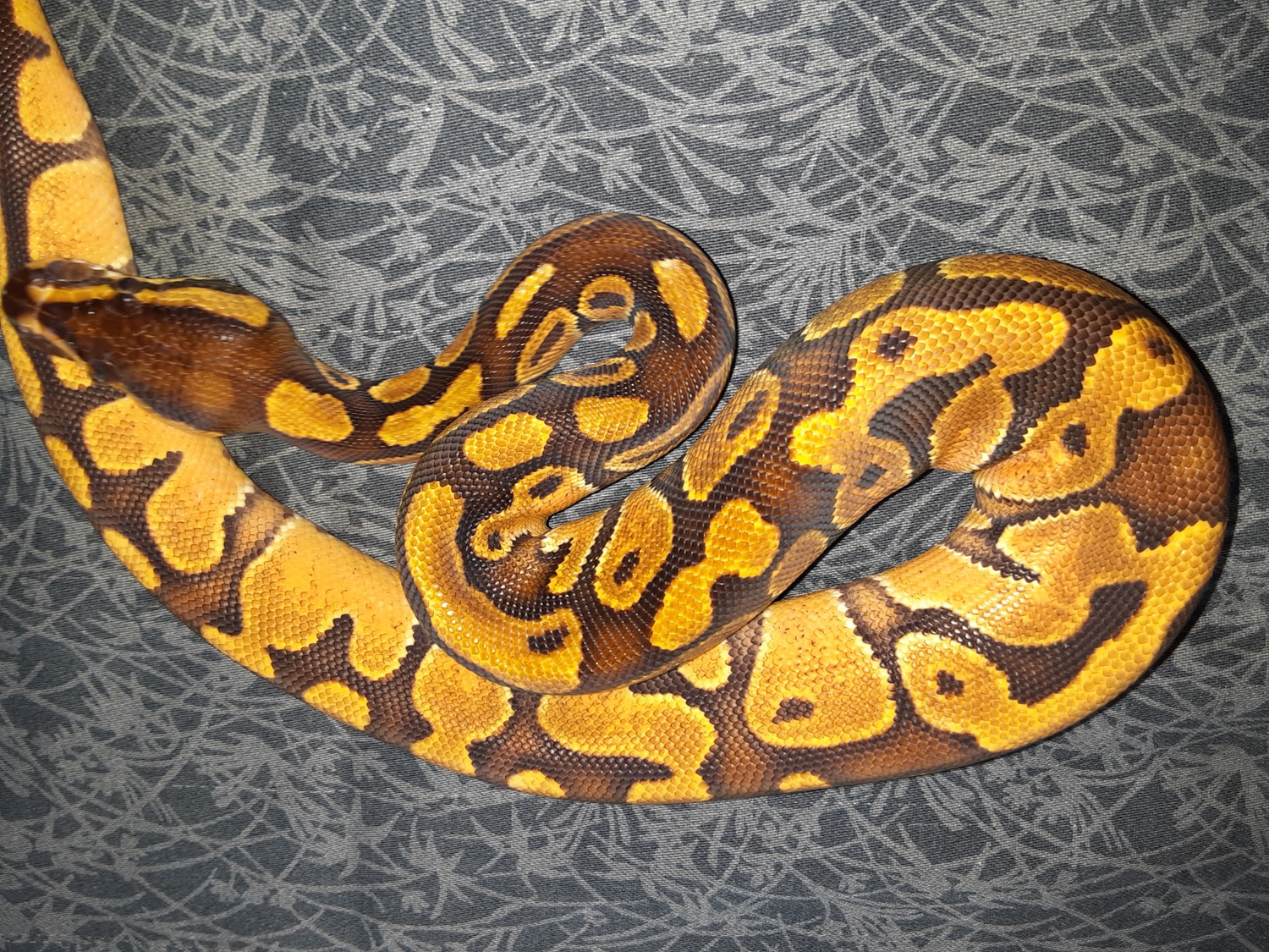 Cinnamon Enchi Fire Ball Python by Canyon Country Reptiles - MorphMarket