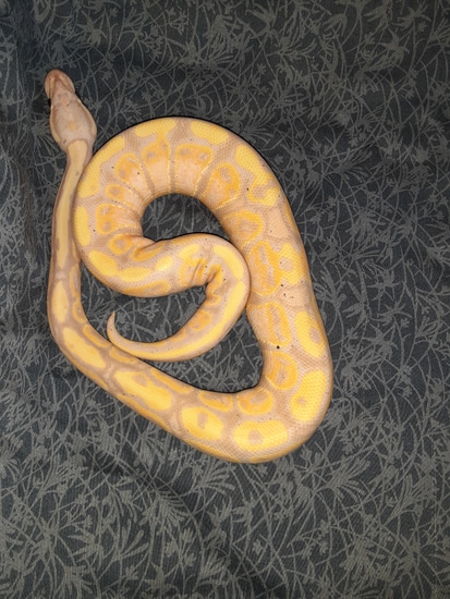 Banana Fire Ball Python by Canyon Country Reptiles