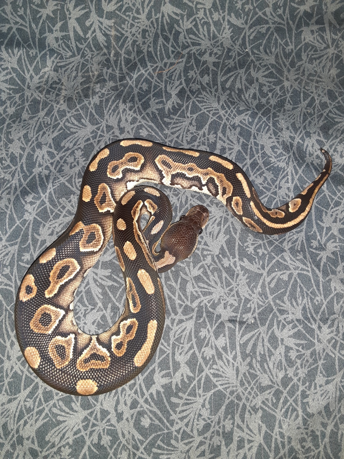 Phantom Cinnamon Ball Python by Canyon Country Reptiles - MorphMarket