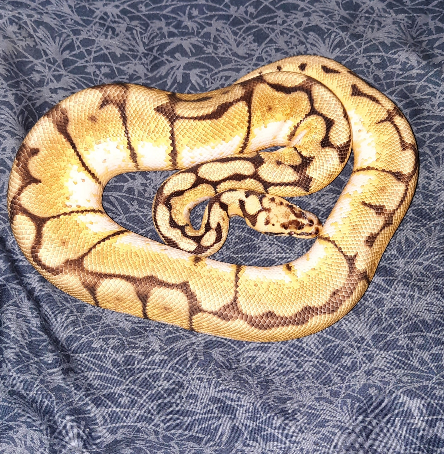 Bumblebee Orange Dream 50% Het Ghost Ball Python by Canyon Country ...
