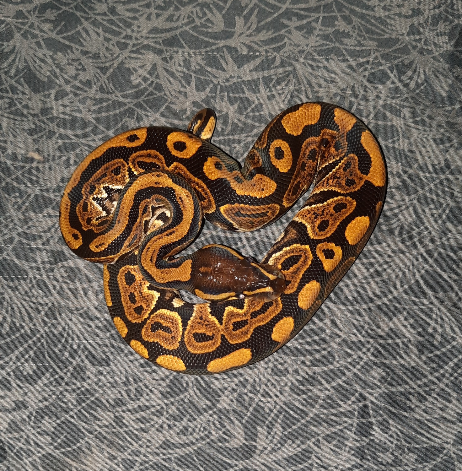 Huffman Het Orange Ghost Ball Python by Canyon Country Reptiles ...