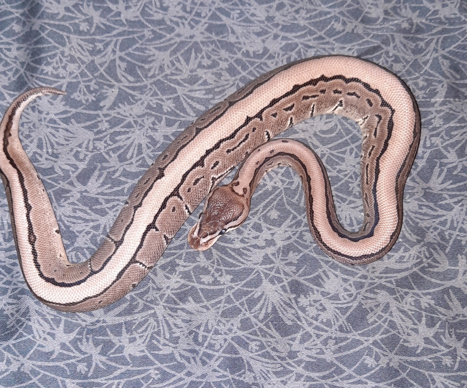 VPI Axanthic Pinstripe Het Genetic Stripe Ball Python by Canyon Country ...