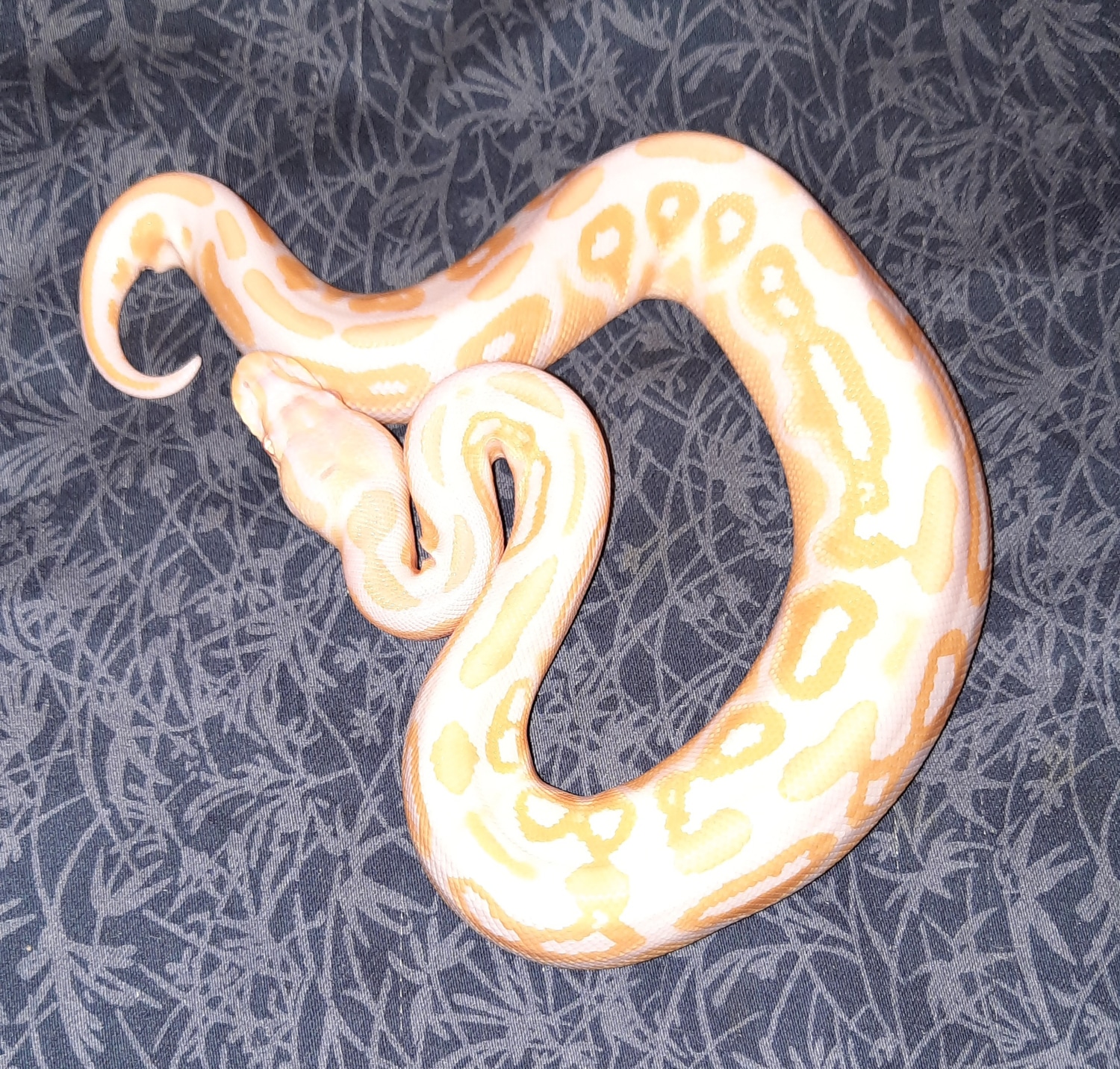 Albino Cinnamon 50% Het Tri Stripe Ball Python by Canyon Country ...