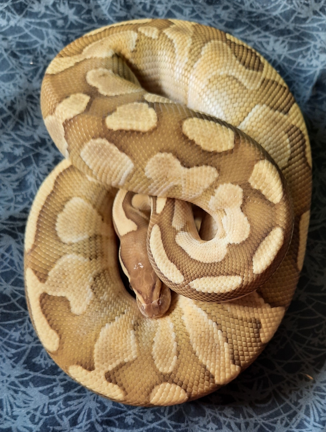 Lesser Fire Bongo Dinker Ball Python by Canyon Country Reptiles - MorphMarket
