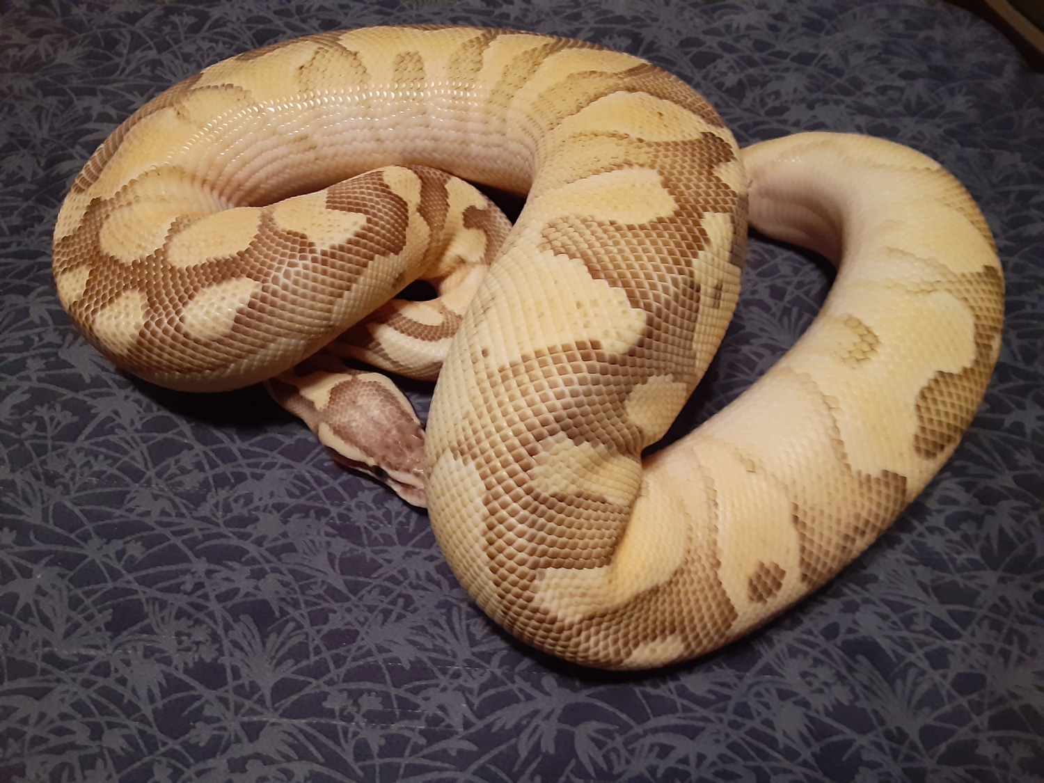 Butterfly Ball Python by Canyon Country Reptiles - MorphMarket