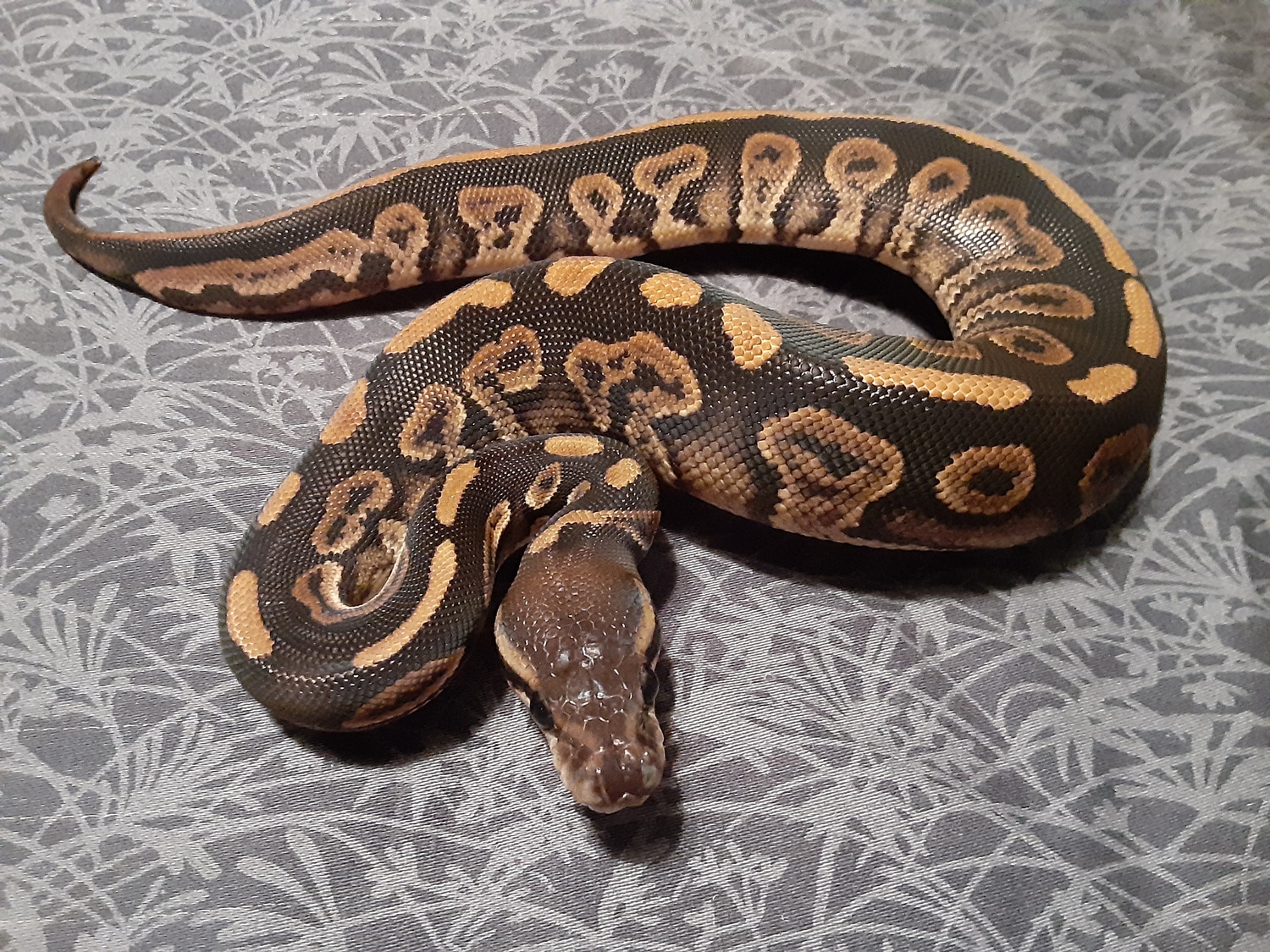 Black Pastel Het Pied 50% Het Hypo Ball Python by Canyon Country ...