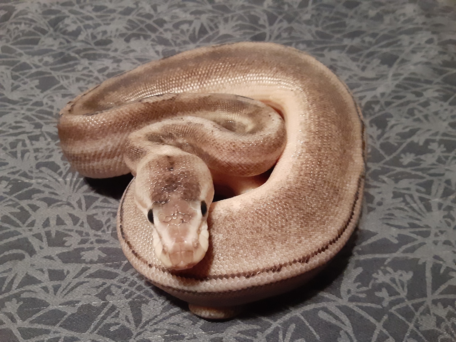 VPI Axanthic Champagne Het Genetic Stripe Ball Python by Canyon Country ...
