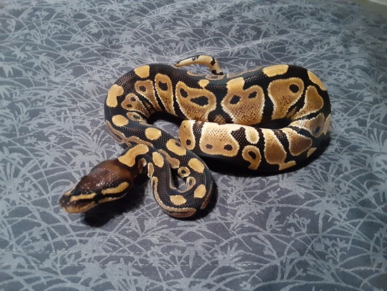 Het VPI Axanthic Het Genetic Stripe Ball Python by Canyon Country Reptiles