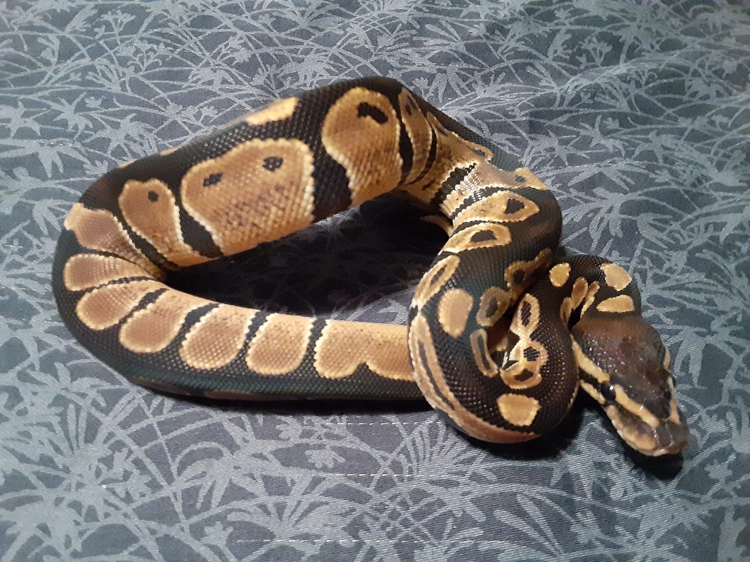 Het VPI Axanthic Het Genetic Stripe Ball Python by Canyon Country ...