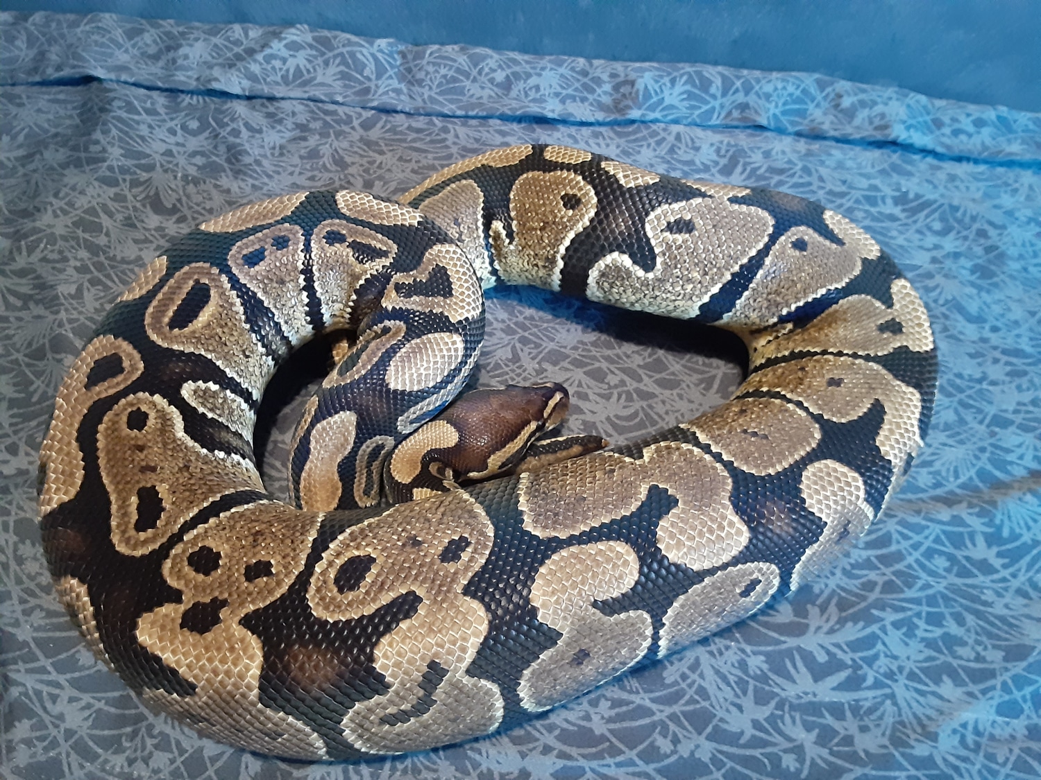 Bullseye Dinker Ball Python by Canyon Country Reptiles - MorphMarket