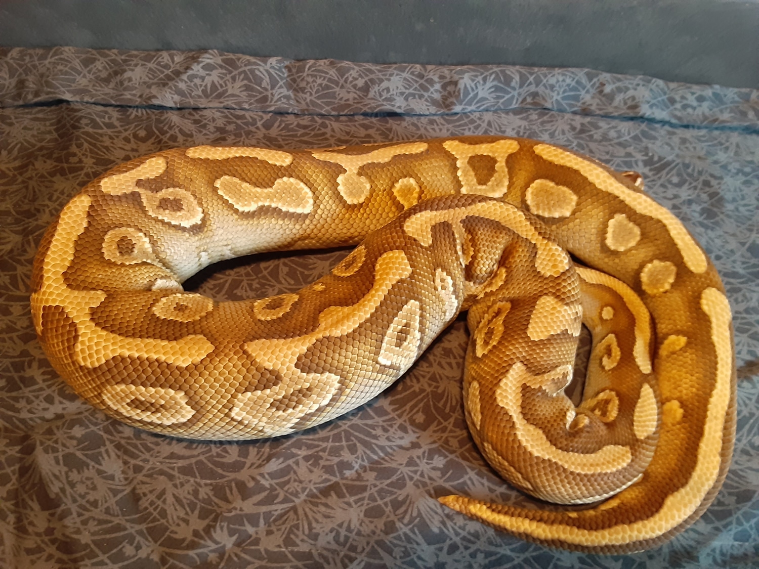 Lesser Yellowbelly Het Clown Ball Python by Canyon Country Reptiles ...
