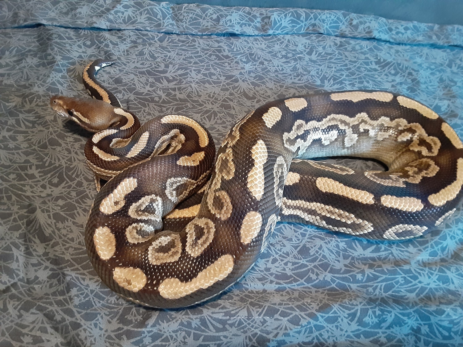Black Pastel Phantom 50% Het Hypo Ball Python by Canyon Country ...