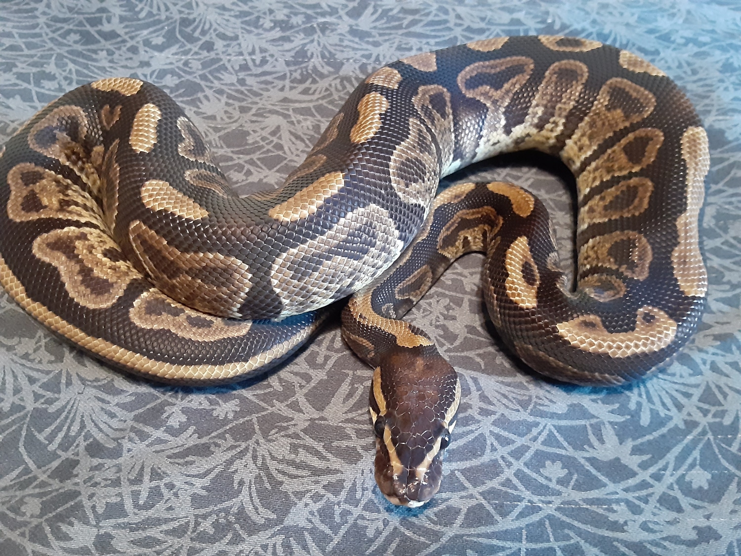 Sable Ball Python by Canyon Country Reptiles - MorphMarket