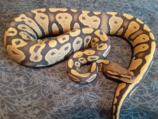 Hypo Ball Python by Canyon Country Reptiles