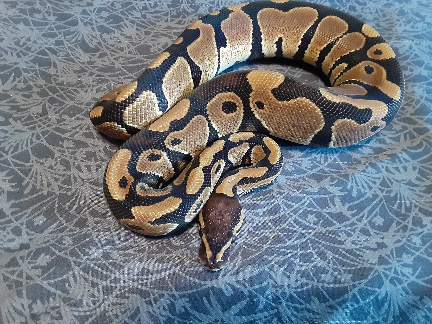 Het Albino 50% Het Tri-stripe Ball Python by Canyon Country Reptiles - MorphMarket
