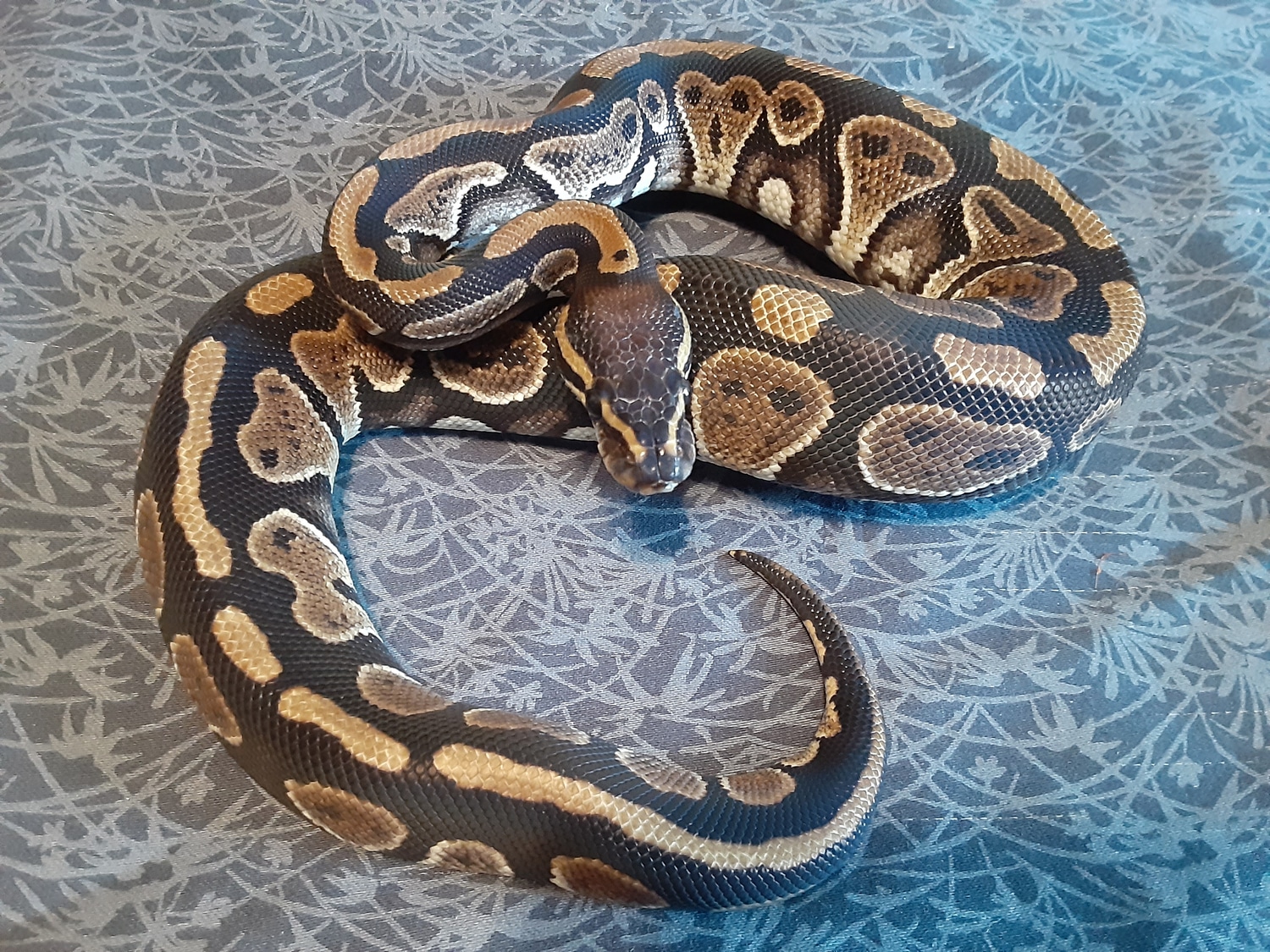 Venom Dinker Ball Python by Canyon Country Reptiles - MorphMarket