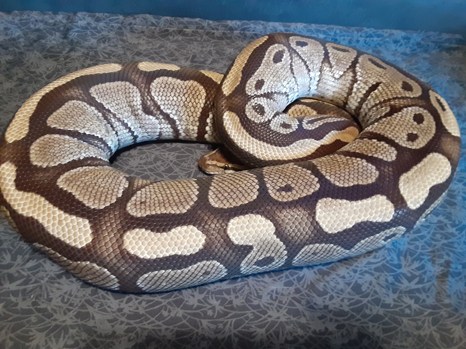 Butter Het Albino Ball Python by Canyon Country Reptiles - MorphMarket
