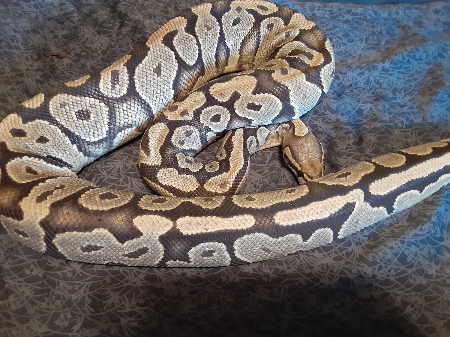 Orange Ghost Ball Python by Canyon Country Reptiles - MorphMarket