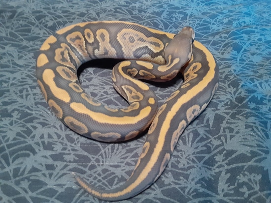 Hypo Black Pastel 50% Het Pied Ball Python by Canyon Country Reptiles