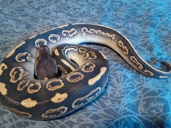 Phantom Cinnamon Or Black Pastel Ball Python by Canyon Country Reptiles