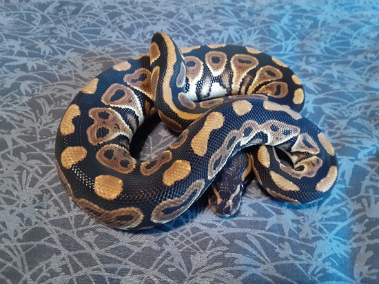 Huffman 50% Het Hypo Ball Python by Canyon Country Reptiles