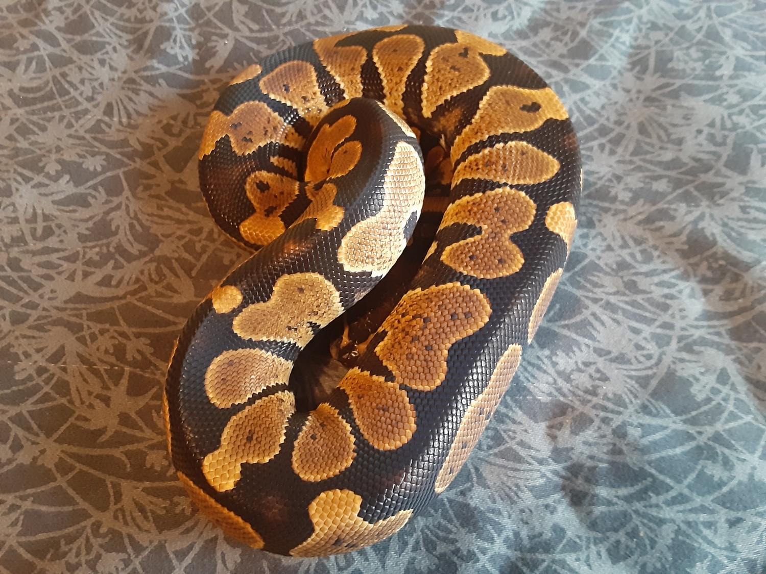 Mahogany 50% Het Orange Ghost Ball Python by Canyon Country Reptiles ...