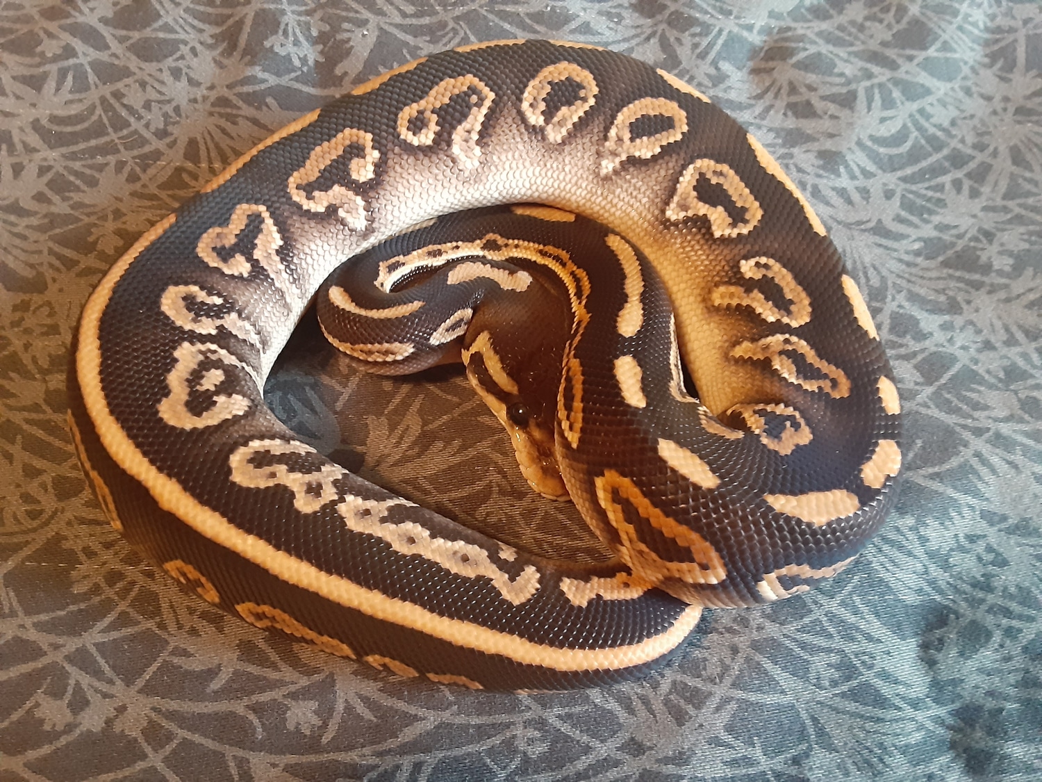 Phantom Cinnamon Or Black Pastel Ball Python by Canyon Country Reptiles ...